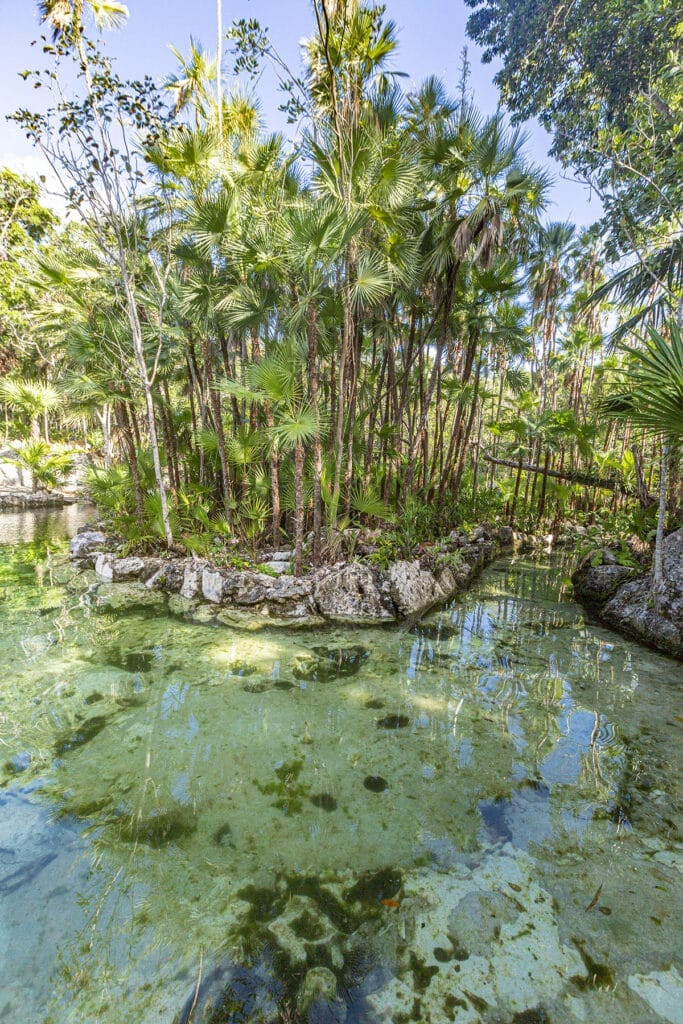 How to visit Cenote Yax-kin: Info & Prices [2022]